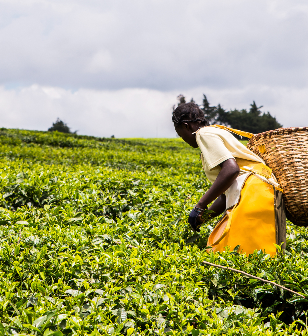 Peak Biome - Meet The Most Beautiful, Delicious, Potent Immunity Drink